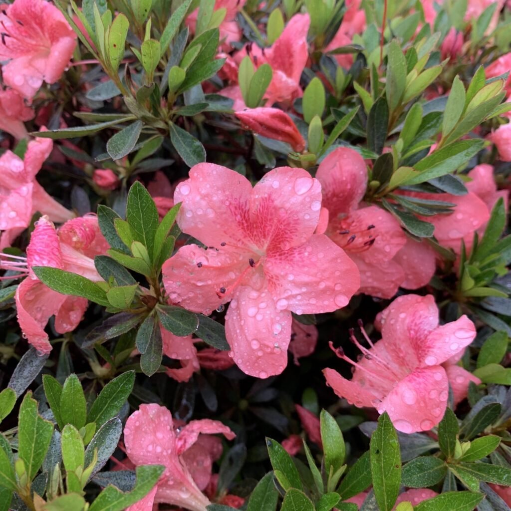 Buy Azalea Japonica Plants - UK Delivery - Architectural Plants