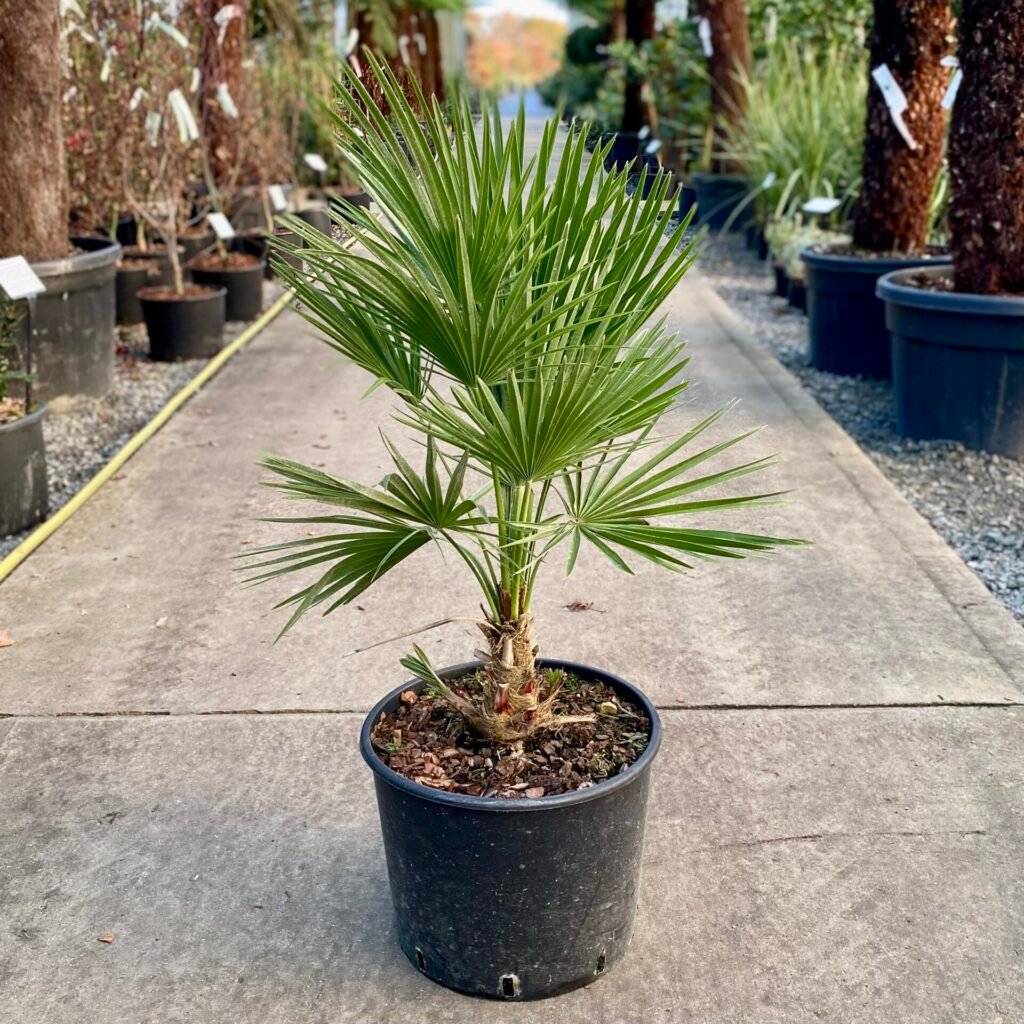 Buy Chamaerops humilis (Dwarf Fan Palm) - Architectural Plants
