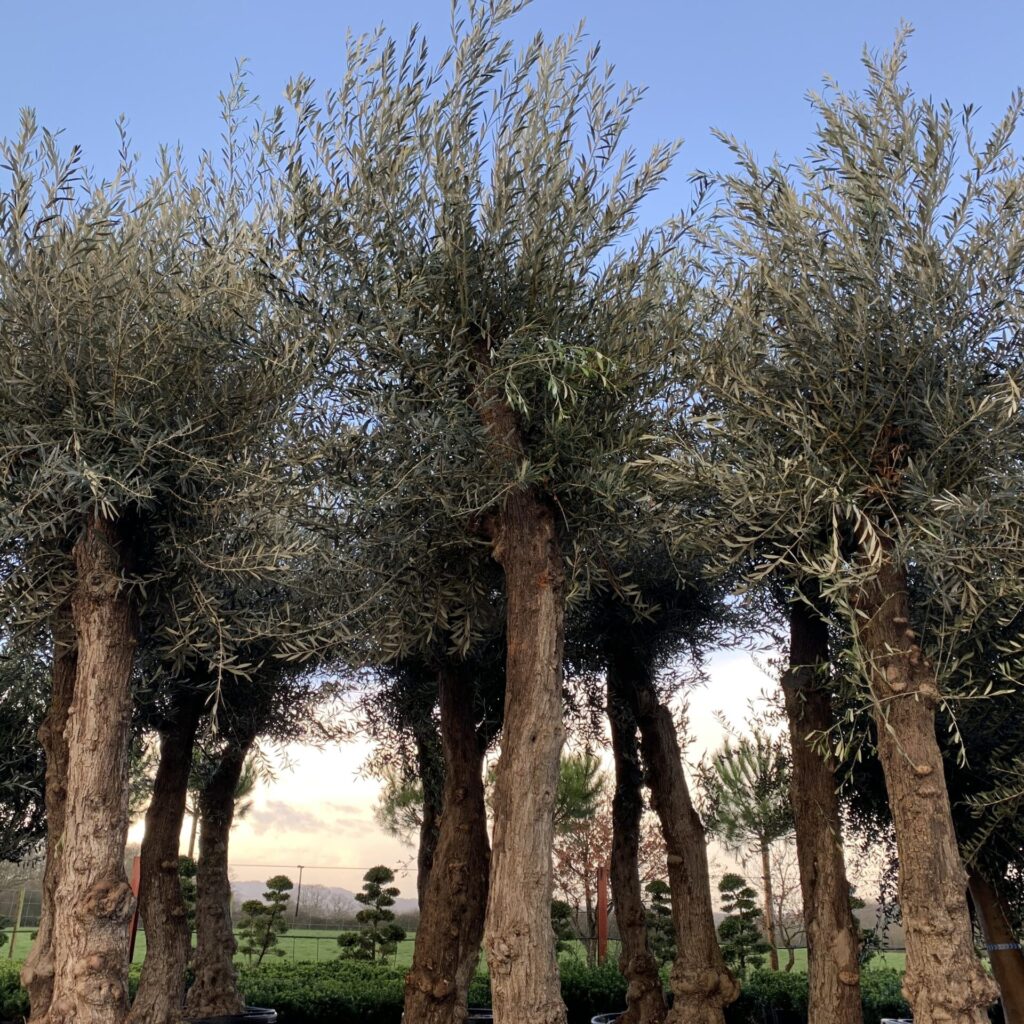 Buy Olea europaea (Olive) - Architectural Plants