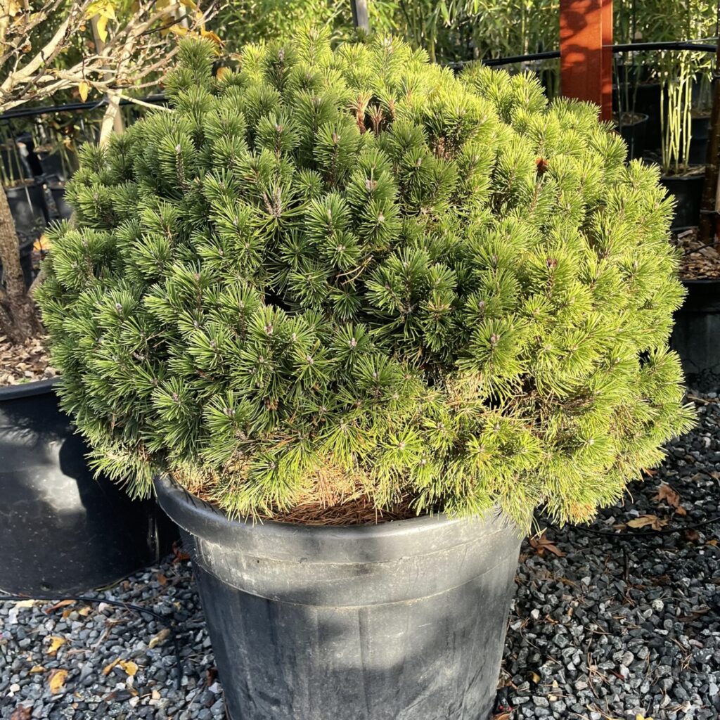 Buy Pinus mugo mughus (Dwarf Mountain Pine) - Architectural Plants