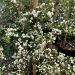 Buy Myrtus apiculata ‘Niwaki’ (Orange-barked Myrtle) - Architectural Plants