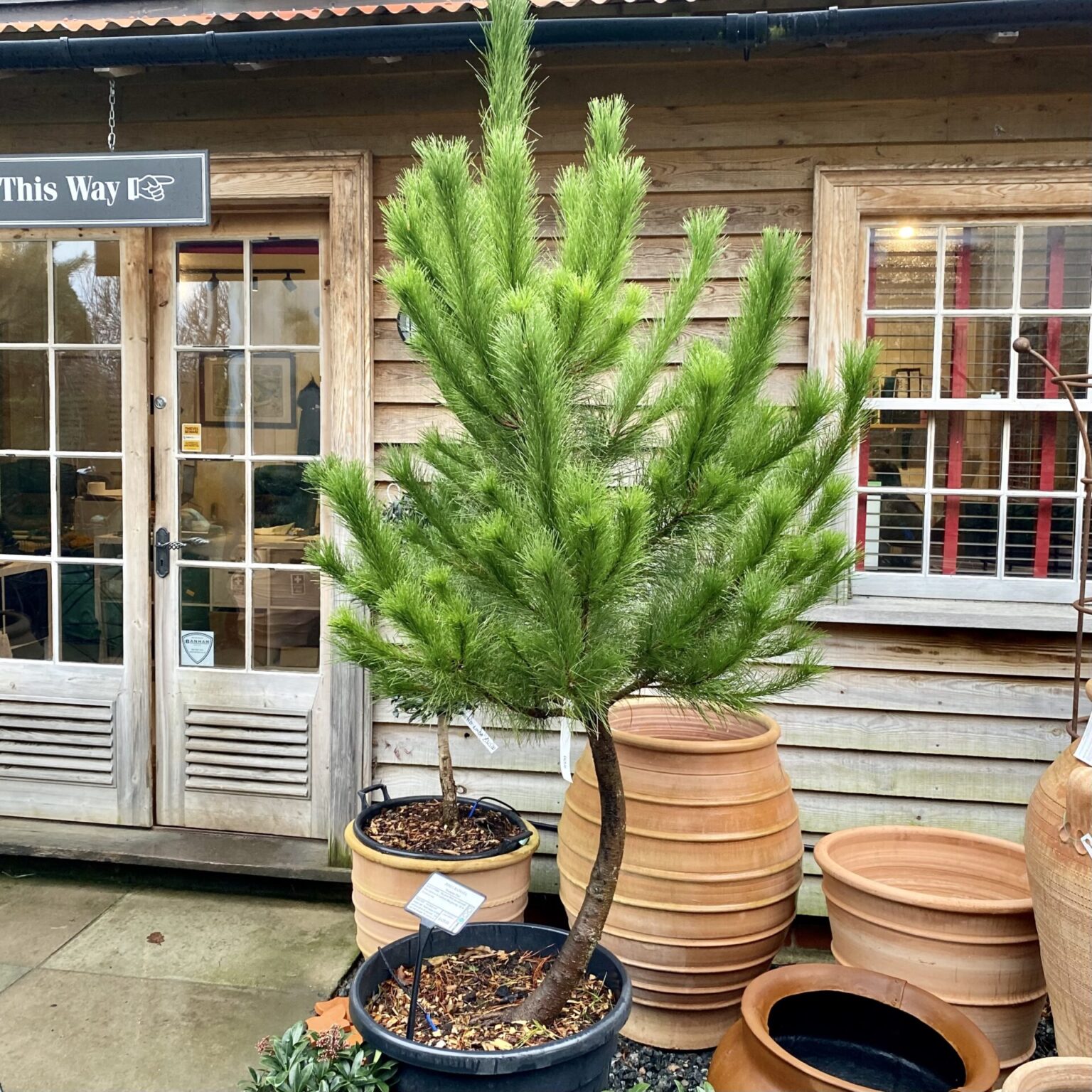 Large Trees for Sale in the UK | Over 30ft | Architectural Plants