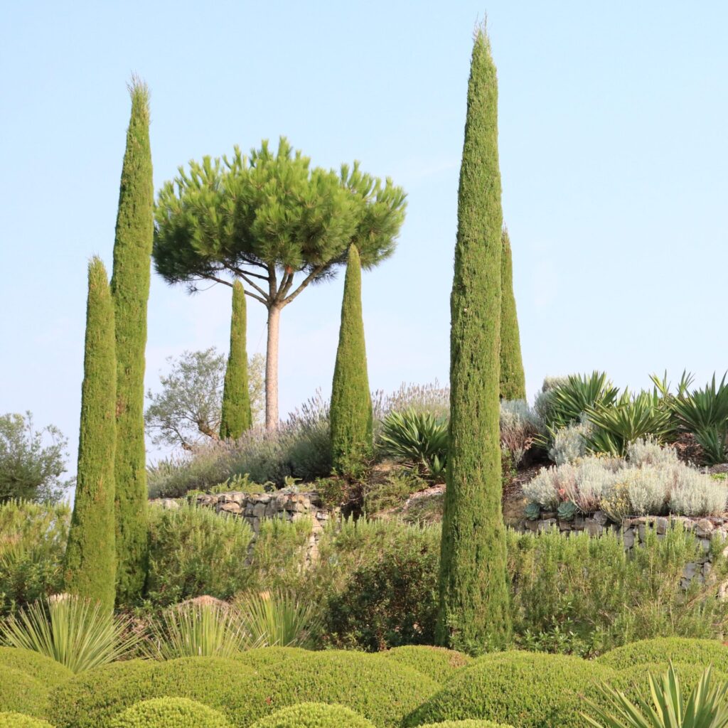 Buy Cupressus sempervirens ‘Pyramidalis’ (Italian Cypress ...