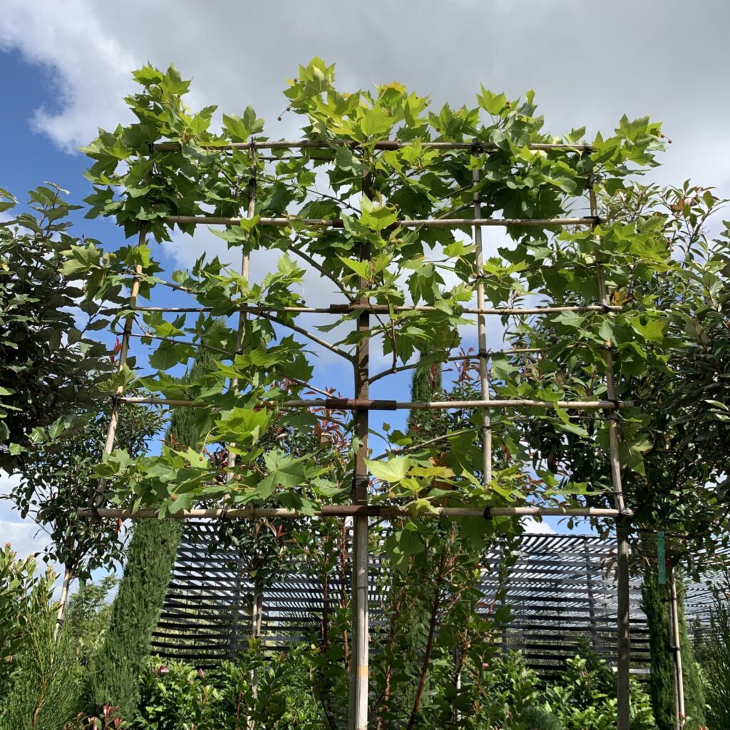 Buy Platanus x hispanica (London Plane) UK Plants - Architectural Plants
