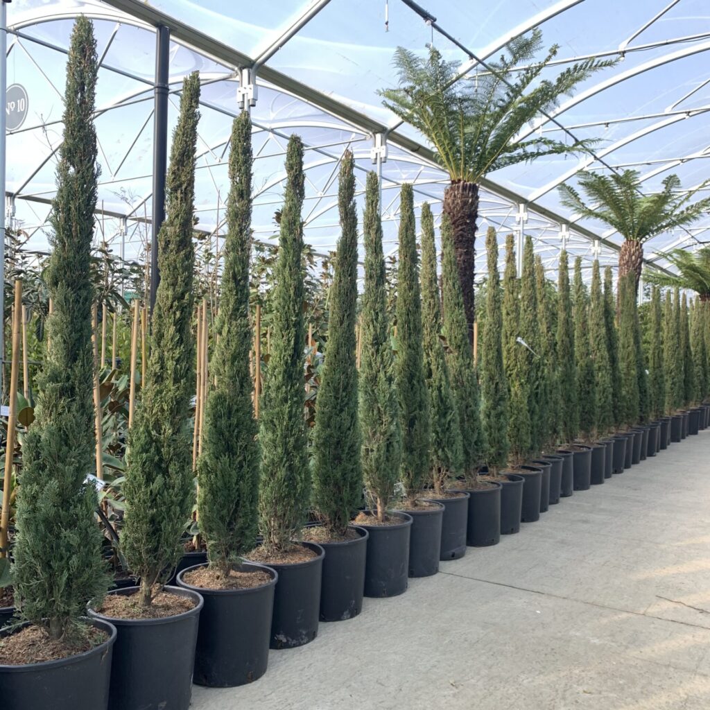 Buy Cupressus sempervirens ‘Pyramidalis’ (Italian Cypress ...