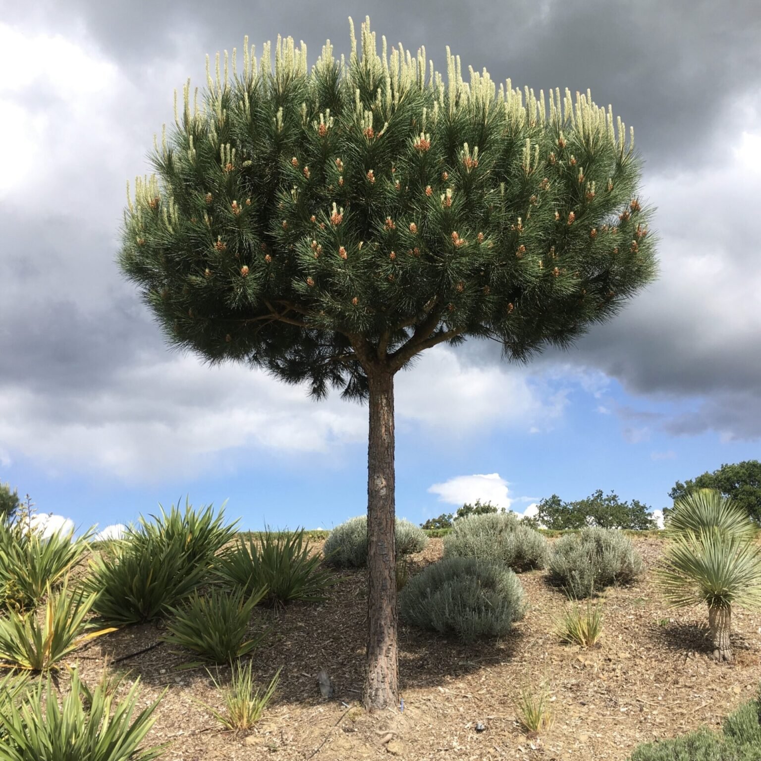 Buy Pinus pinea (Umbrella, Stone or Pesto Pine) - Architectural Plants