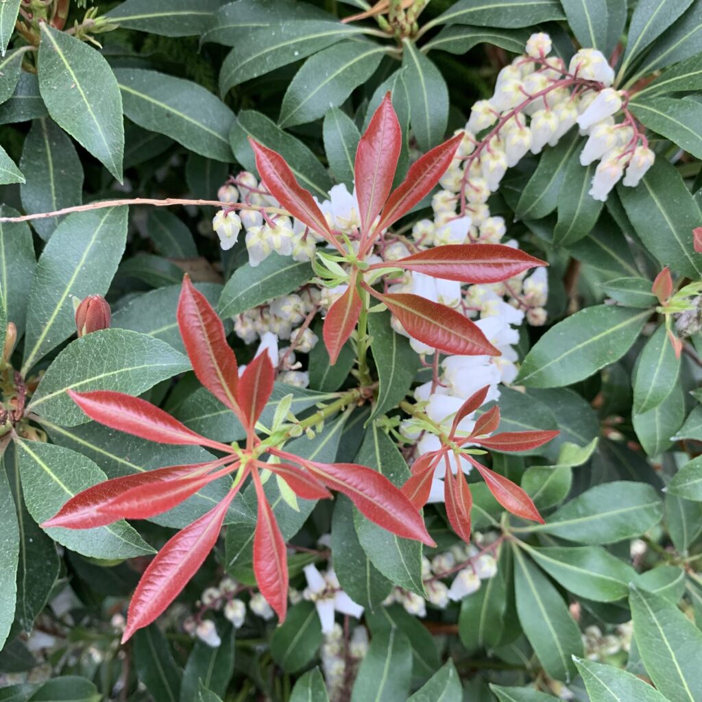 Buy Pieris japonica 'Mountain Fire' - Architectural Plants