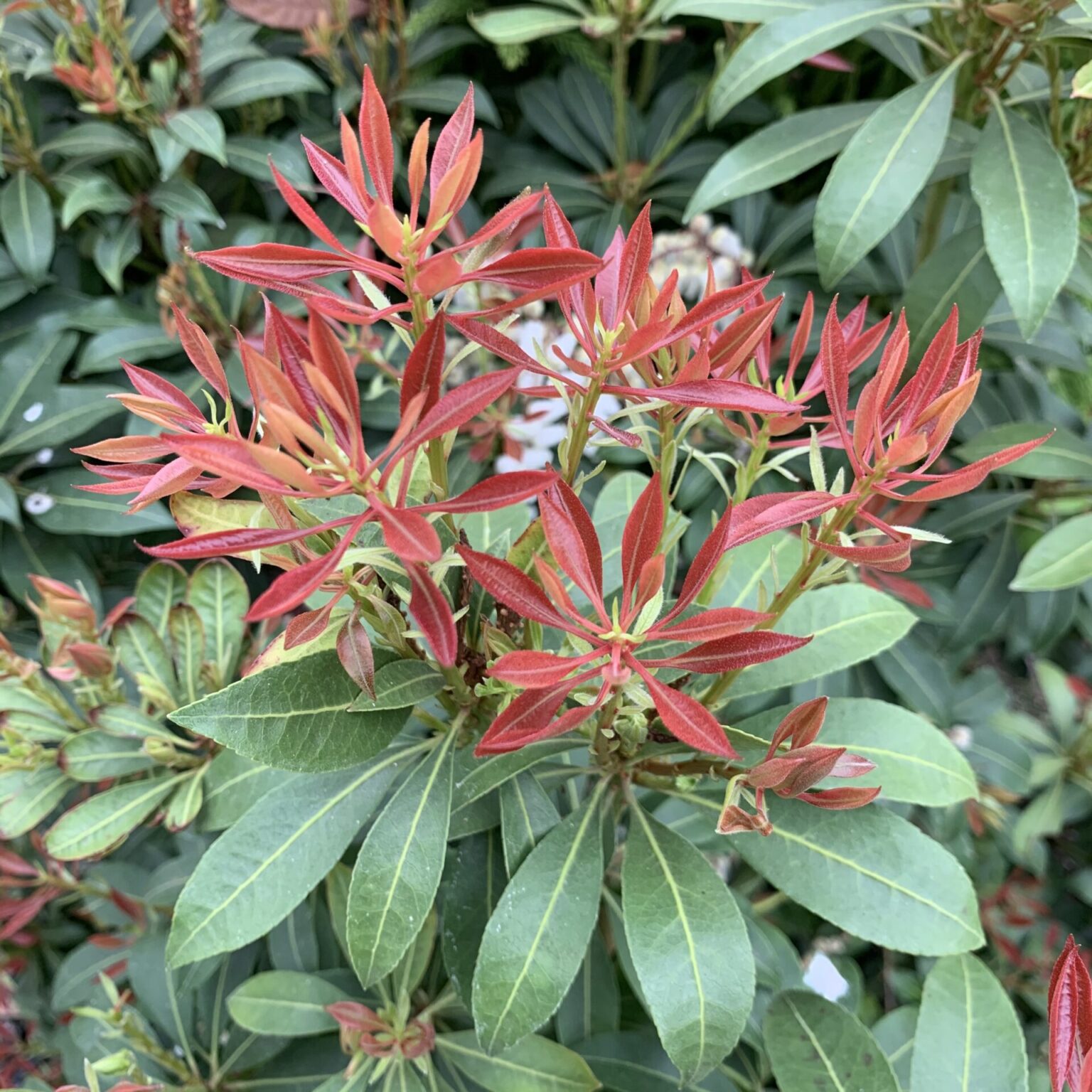 Buy Pieris japonica 'Mountain Fire' - Architectural Plants