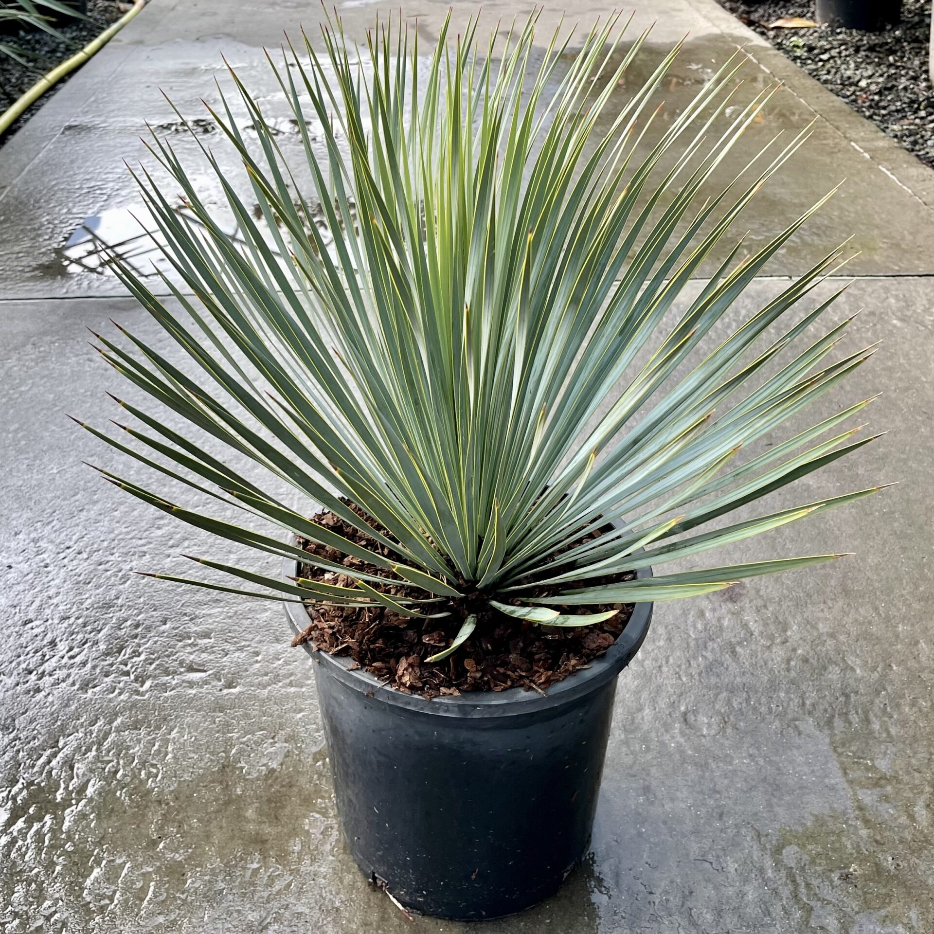 Yucca recurva - Architectural Plants