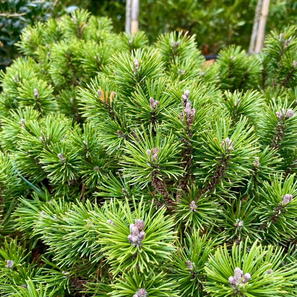 Buy Pinus mugo mughus (Dwarf Mountain Pine) - Architectural Plants