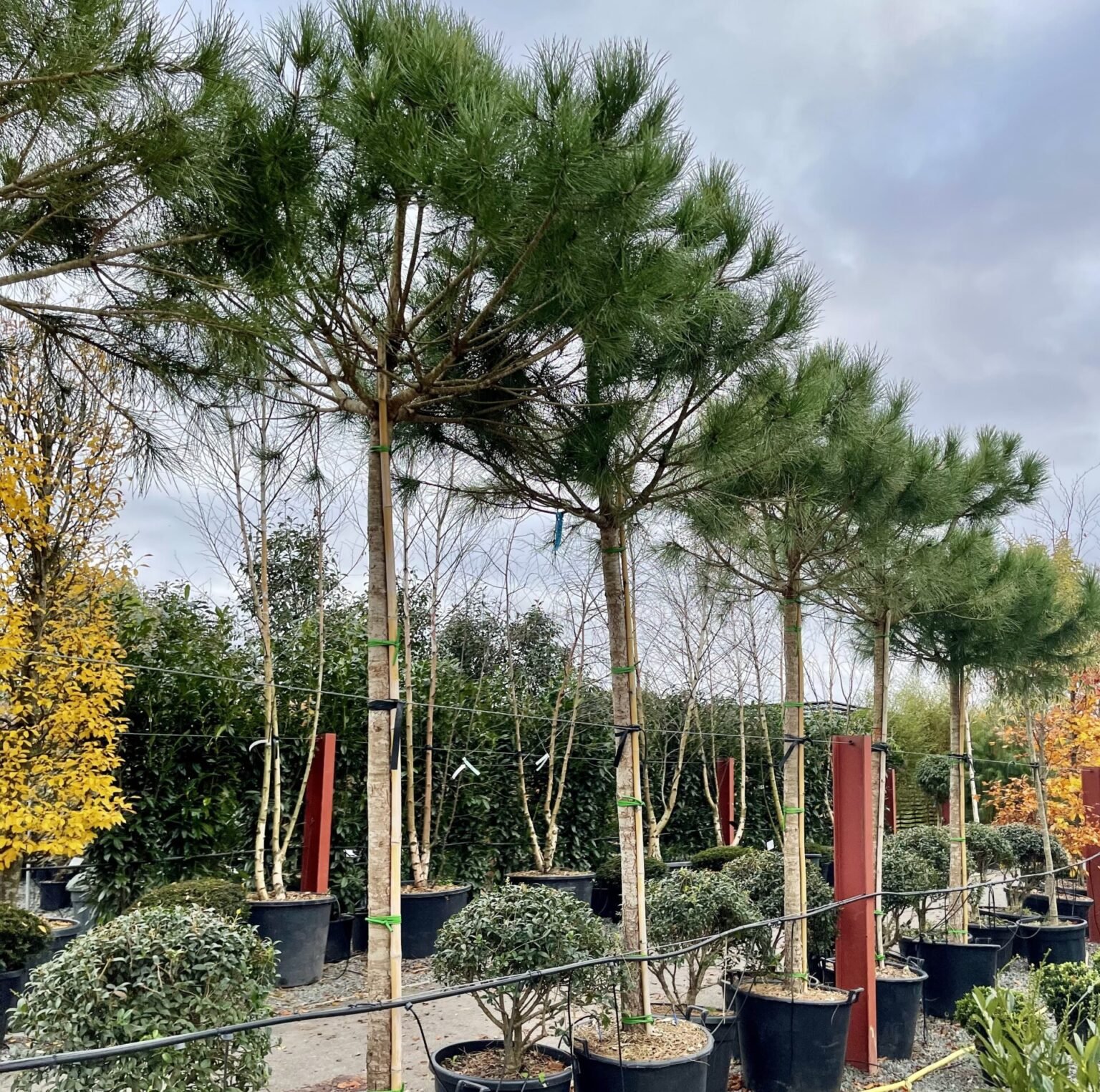 Buy Pinus pinea (Umbrella, Stone or Pesto Pine) - Architectural Plants