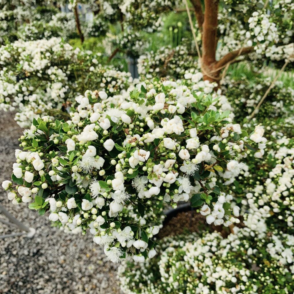 Buy Myrtus apiculata ‘Niwaki’ (Orange-barked Myrtle) - Architectural Plants