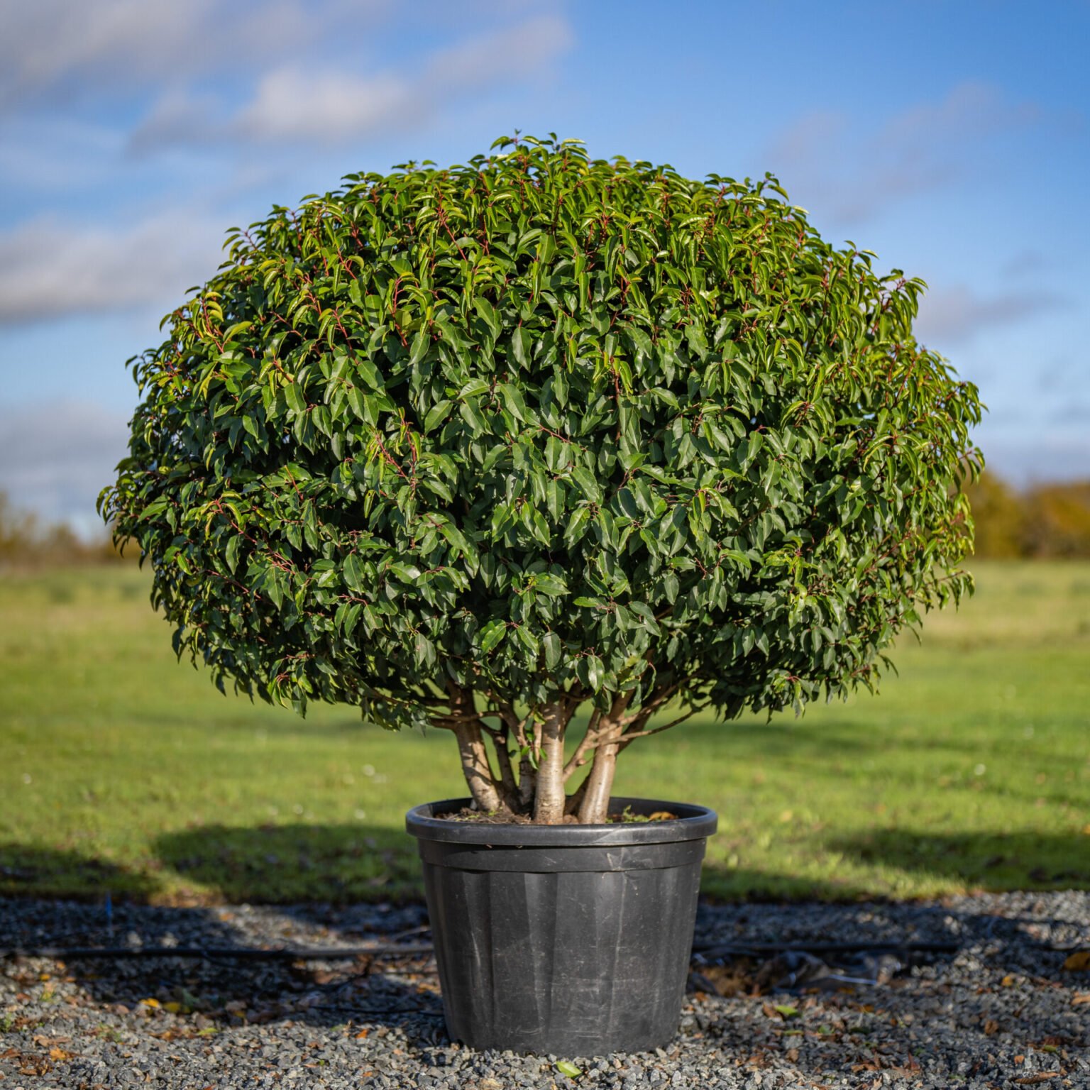 Buy Prunus lusitanica ‘Myrtifolia’ (Portuguese Laurel) - Architectural ...