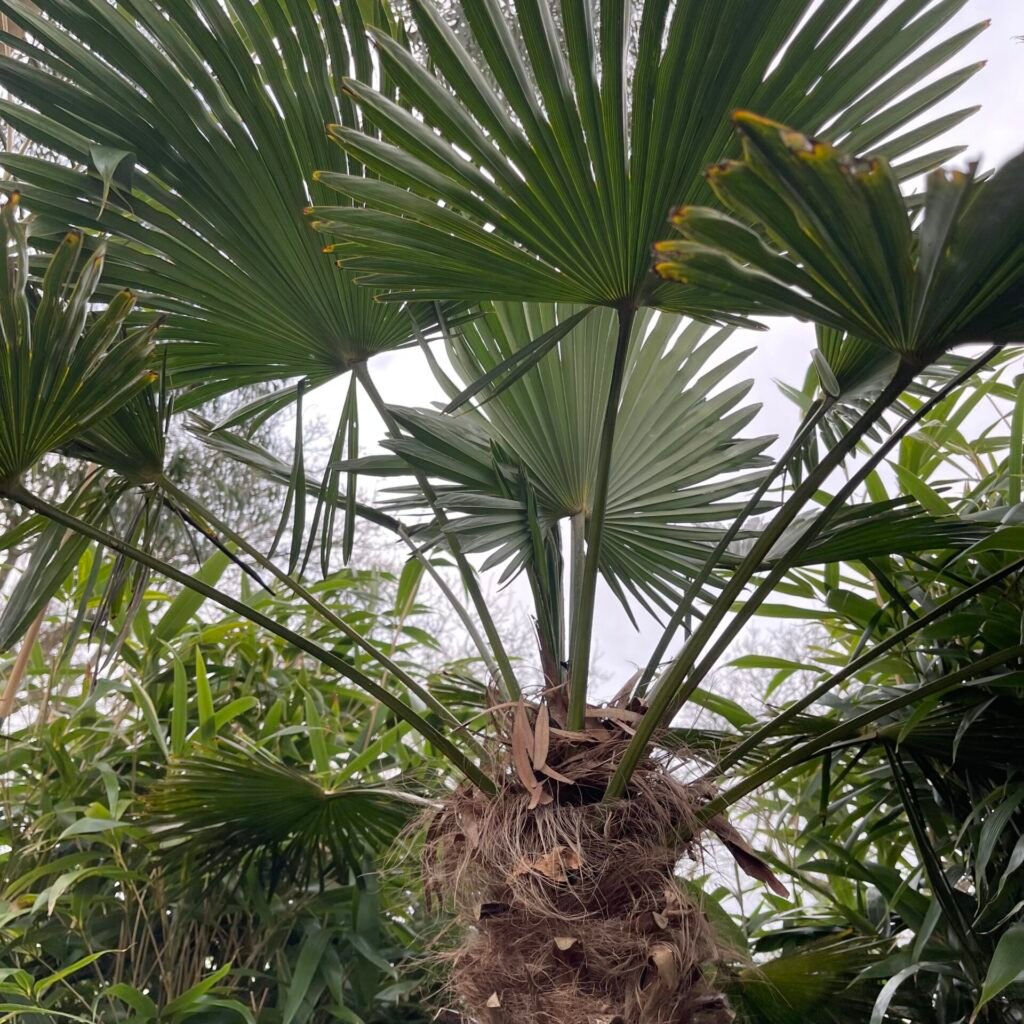 Buy Trachycarpus fortunei (Chusan Palm) - Architectural Plants