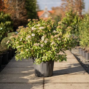 Buy Viburnum tinus (Laurustinus) - Architectural Plants