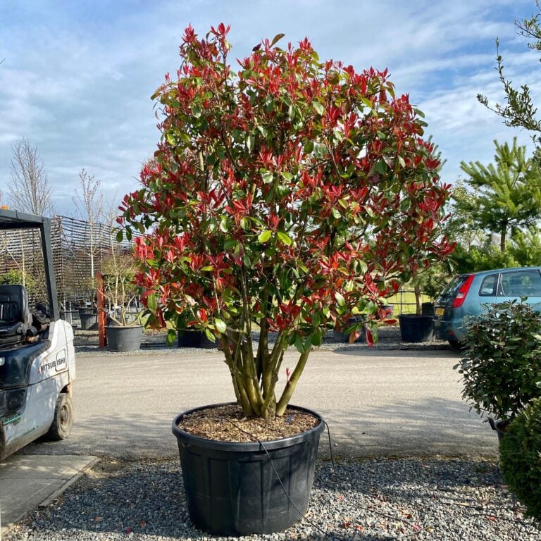 Buy Photinia glabra (Japanese Photinia) - Architectural Plants