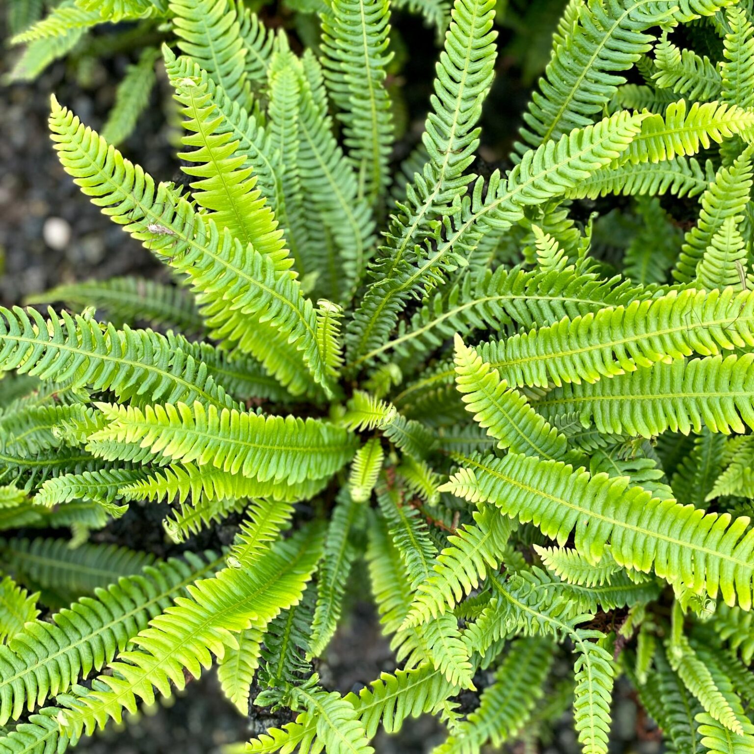 Browse Our Ferns | Buy Garden Ferns | Architectural Plants