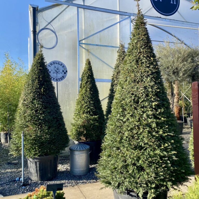 Large Trees for Sale in the UK | Over 30ft | Architectural Plants