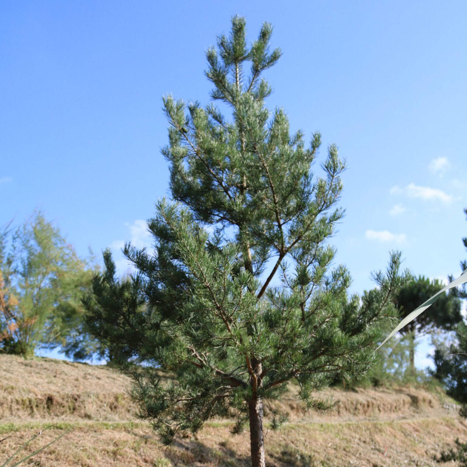 Buy Pinus sylvestris - UK Plants - Architectural Plants
