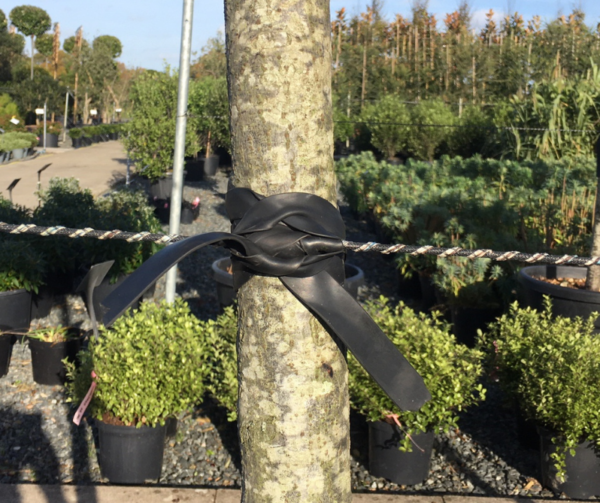 How to Secure & Stake Trees | Tree Care Guide | Architectural Plants