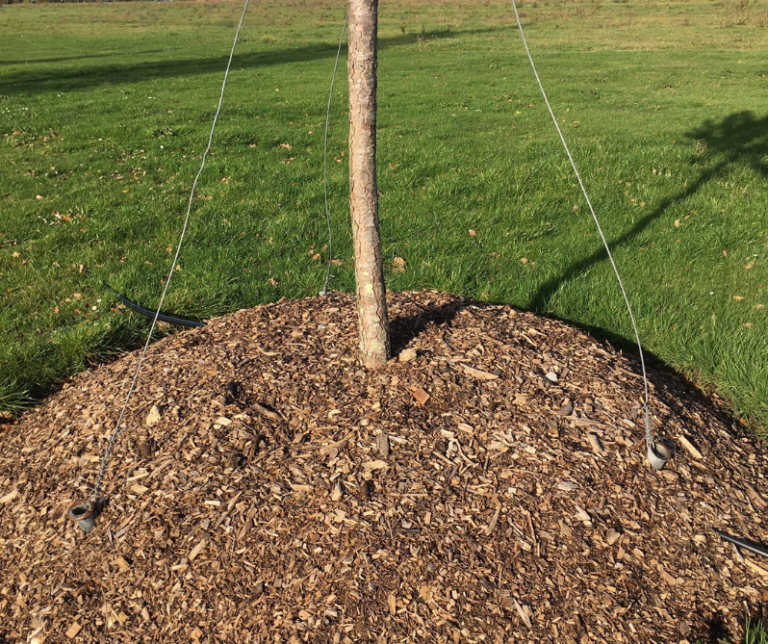 How to Secure & Stake Trees | Tree Care Guide | Architectural Plants