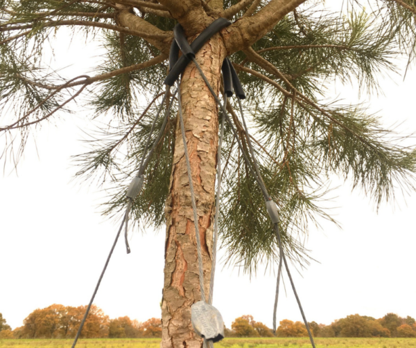 How to Secure & Stake Trees | Tree Care Guide | Architectural Plants