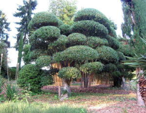 Niwaki Cloud Trees in the UK | Enquire | Architectural Plants