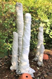 Winter Protection - Architectural Plants