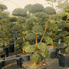 Buy Myrtus apiculata ‘Niwaki’ (Orange-barked Myrtle) - Architectural Plants