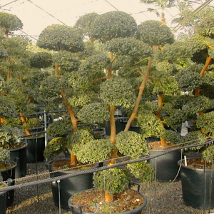 Buy Myrtus apiculata ‘Niwaki’ (Orange-barked Myrtle) - Architectural Plants