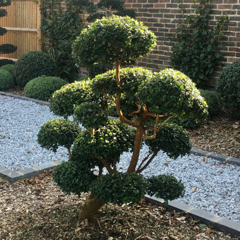 Buy Myrtus apiculata ‘Niwaki’ (Orange-barked Myrtle) - Architectural Plants