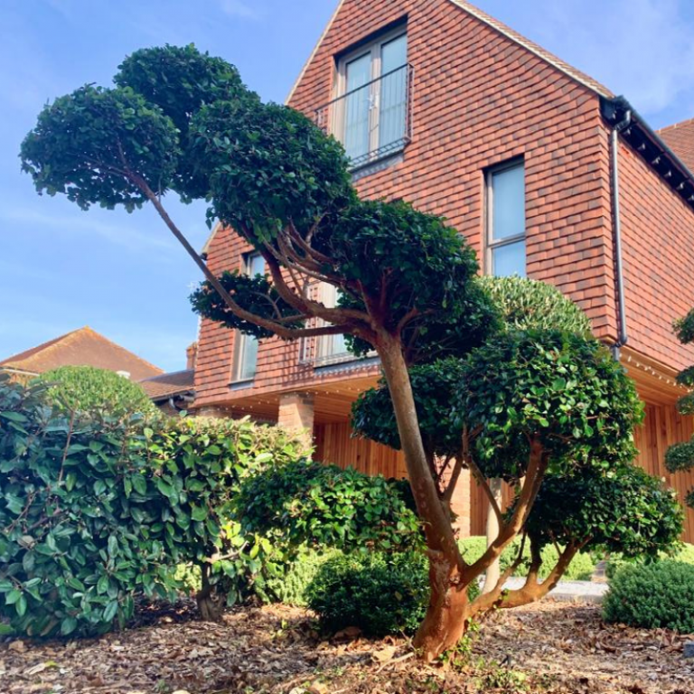 Buy Myrtus apiculata ‘Niwaki’ (Orange-barked Myrtle) - Architectural Plants