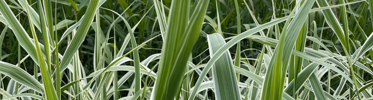 Opening Hours and How to Find Us | Architectural Plants