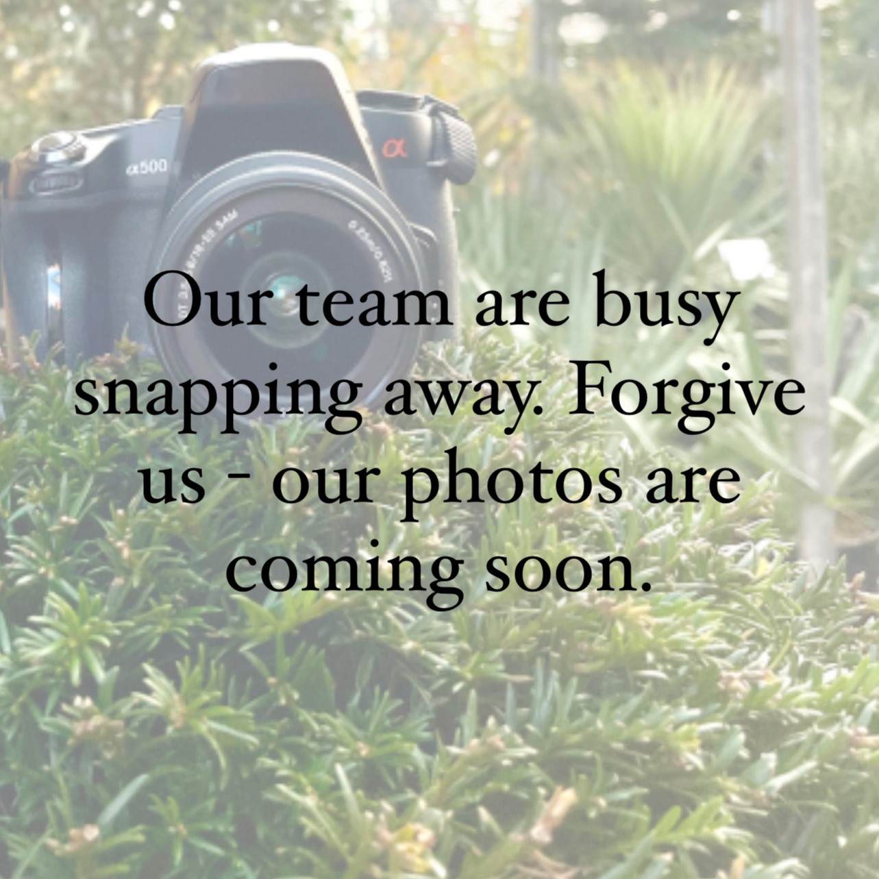 Acorus gramineus 'Ogon' - Architectural Plants