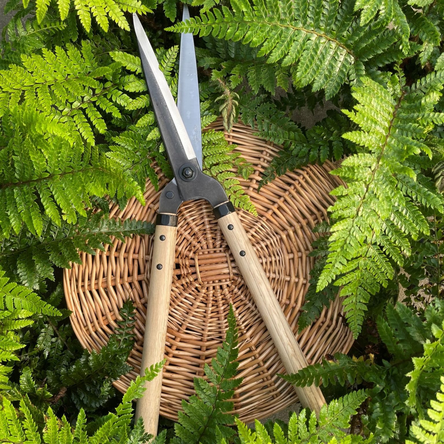 Buy Niwaki Sentei Topiary Clippers - Architectural Plants