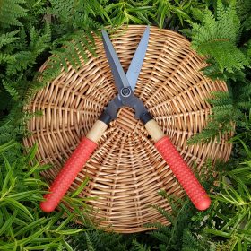 Buy Niwaki Mini Shears - Architectural Plants