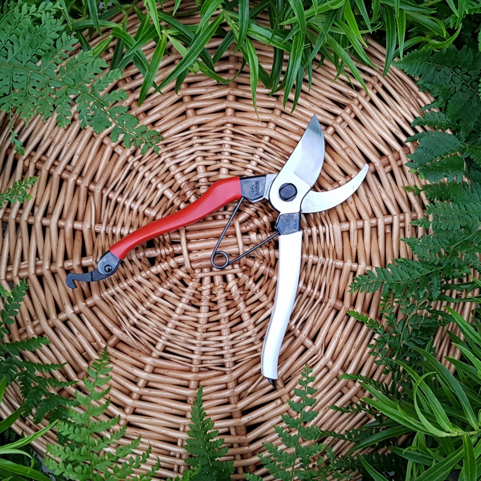 Buy Niwaki Okatsune Secateurs Standard - Architectural Plants