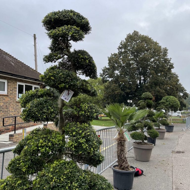 Run Barns Green 2021 - Architectural Plants