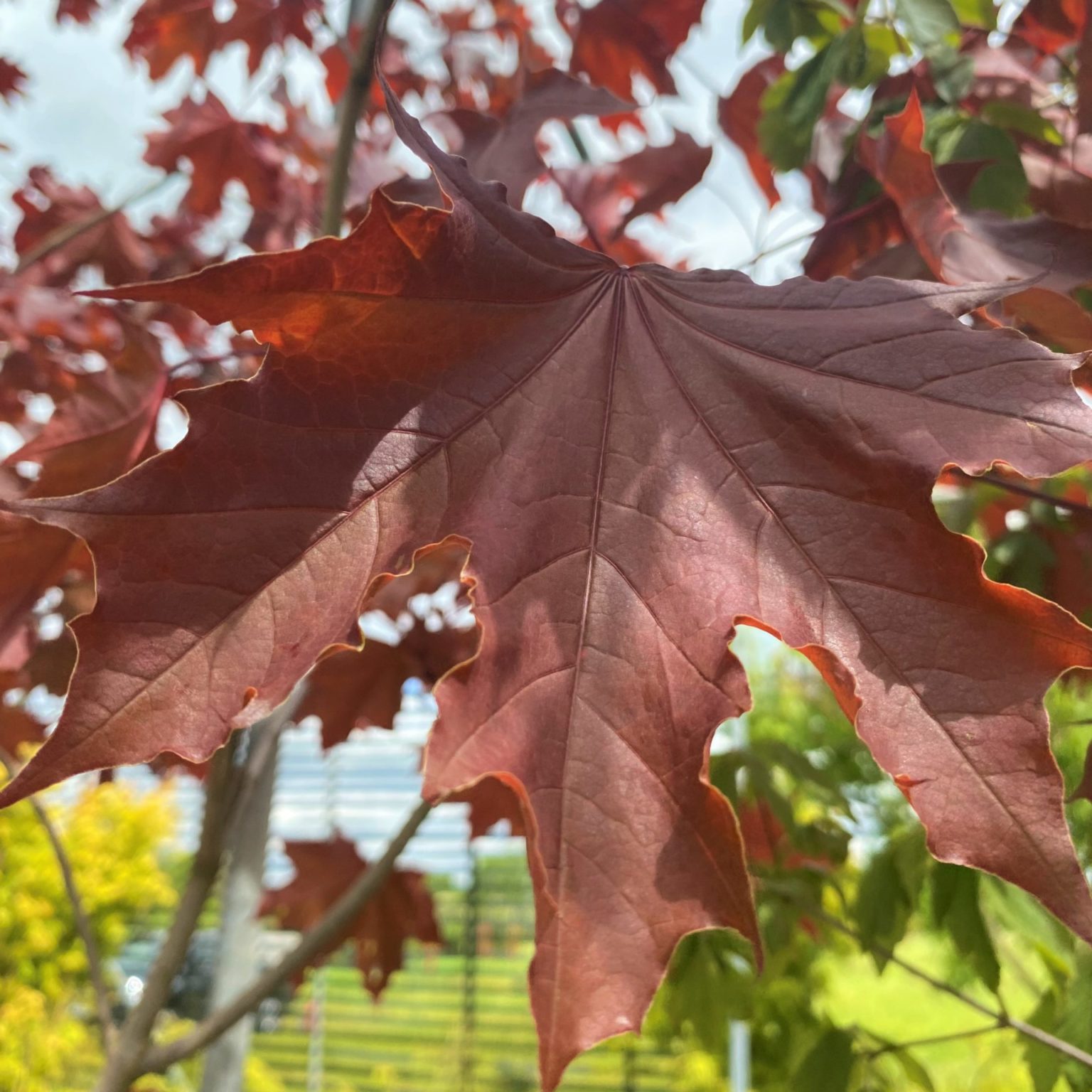 Large Trees for Sale in the UK | Over 30ft | Architectural Plants