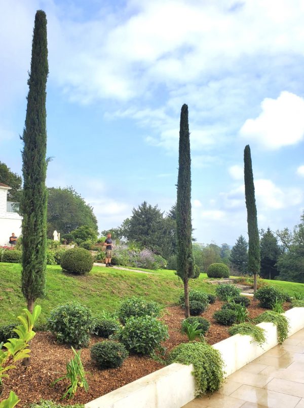 Mediterranean Garden Design in the UK - Architectural Plants