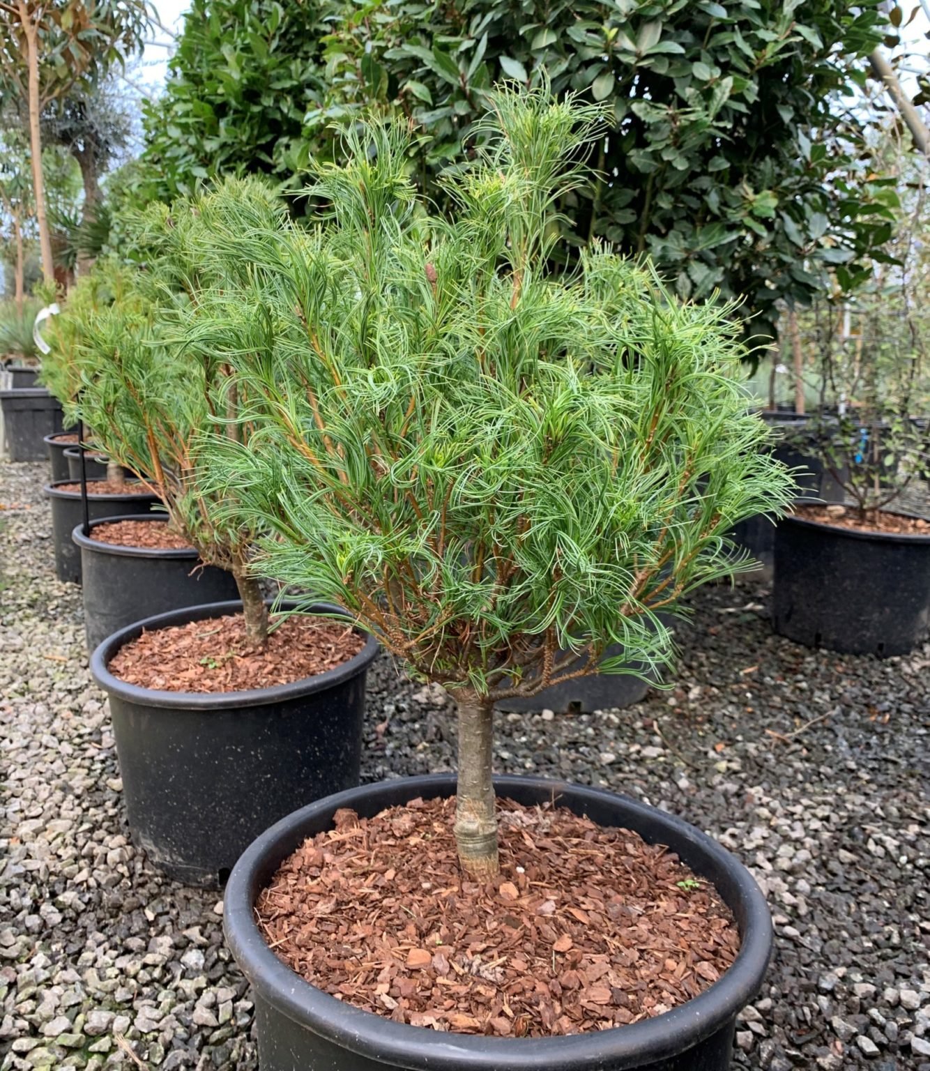 Pinus Strobus 'Tiny Kurls' - UK Plants - Architectural Plants