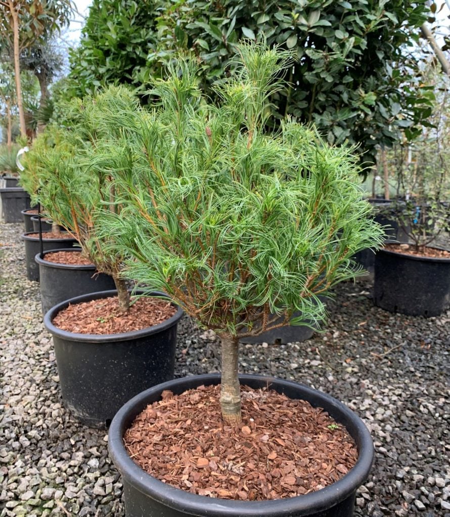 Pinus Strobus 'Tiny Kurls' - UK Plants - Architectural Plants