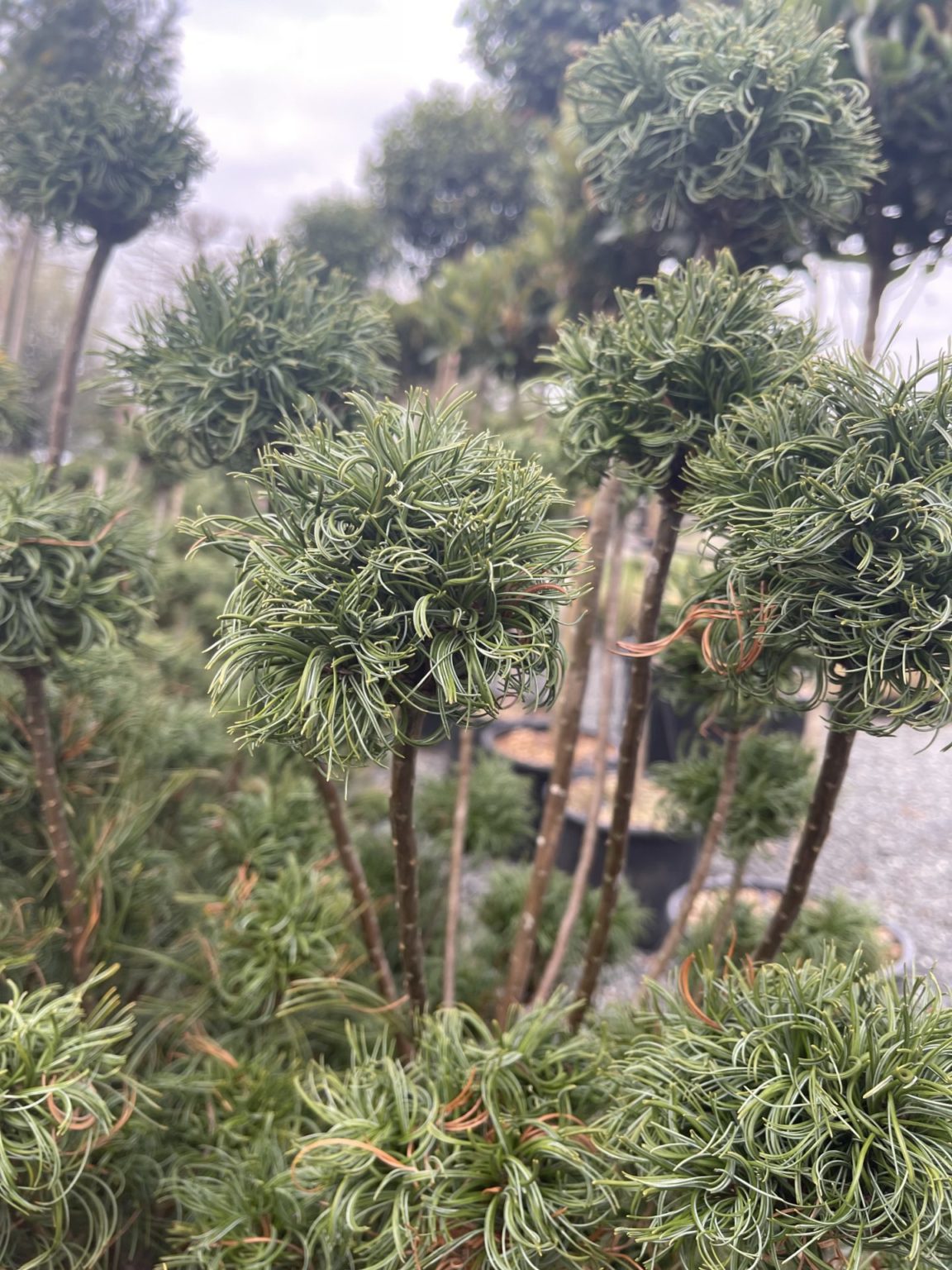 Pinus Strobus 'Tiny Kurls' - UK Plants - Architectural Plants