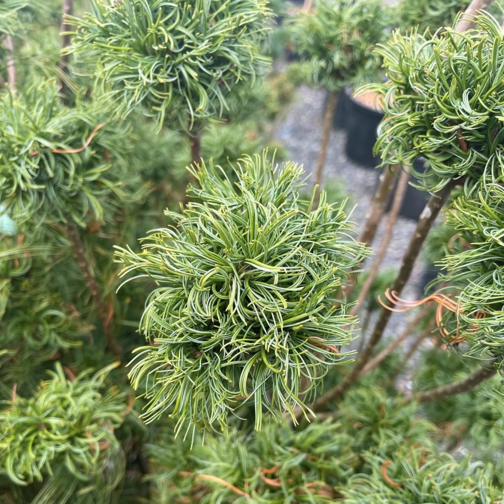 Pinus Strobus 'Tiny Kurls' - UK Plants - Architectural Plants
