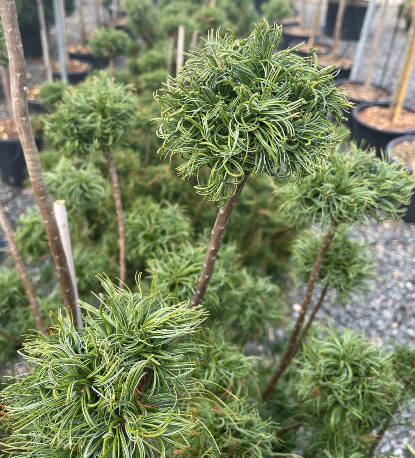 Pinus Strobus 'Tiny Kurls' - UK Plants - Architectural Plants