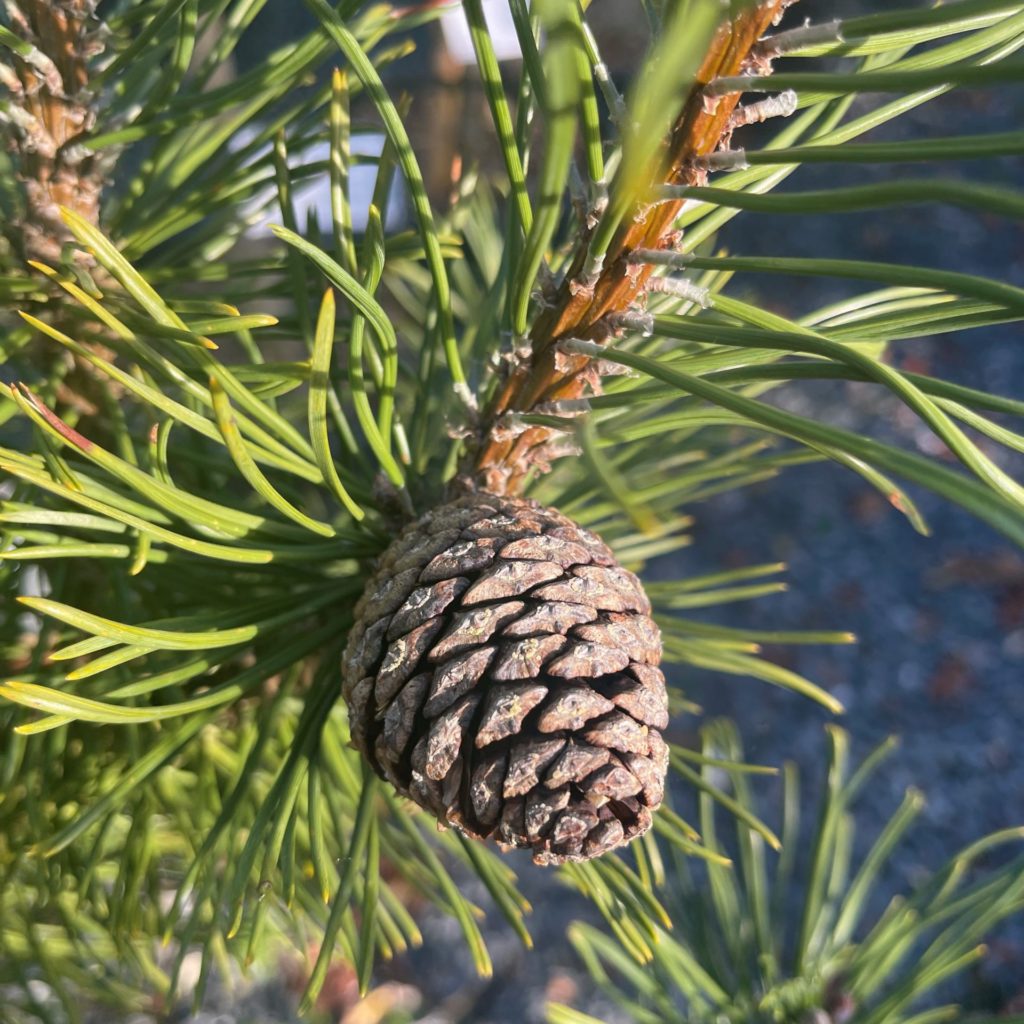 Buy Pinus Mugo Pumilio (Swiss Mountain Pine) - Architectural Plants