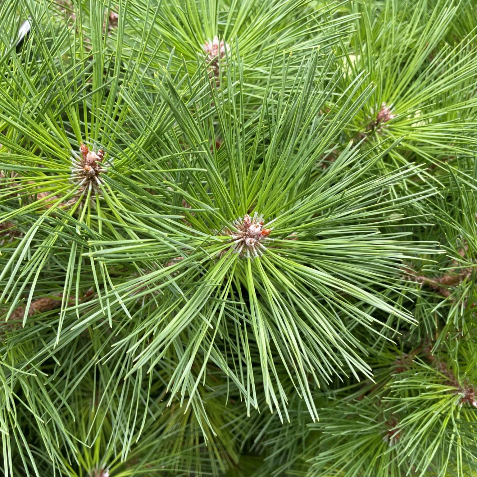 Buy Pinus Mugo Pumilio (Swiss Mountain Pine) - Architectural Plants