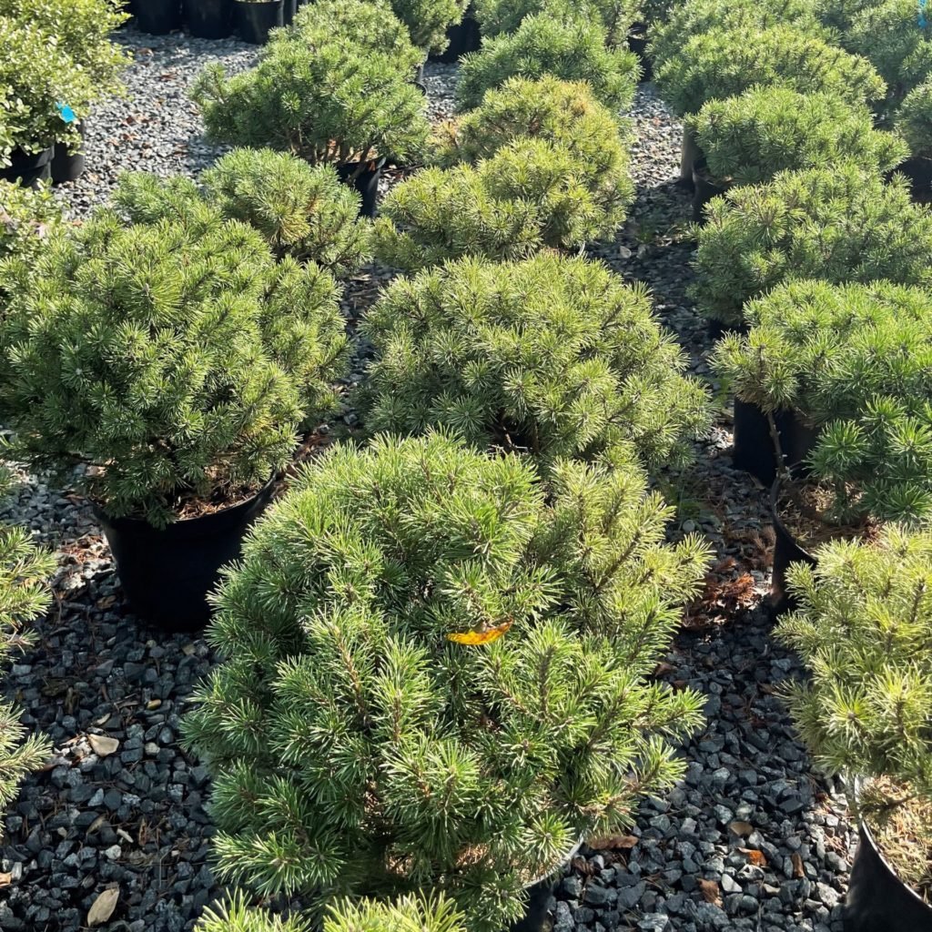 Buy Pinus Mugo Pumilio (Swiss Mountain Pine) - Architectural Plants
