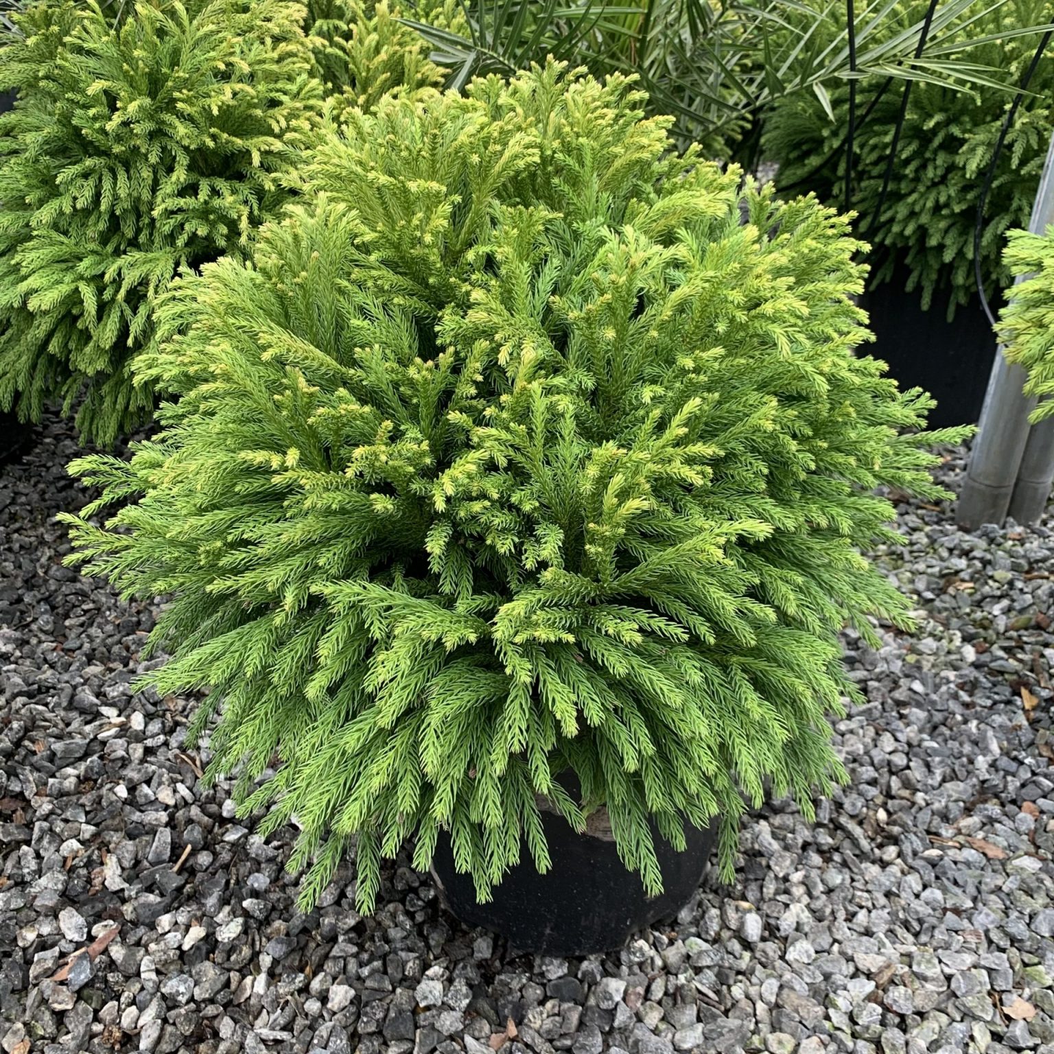 Japanese Atrium Garden Design - Architectural Plants