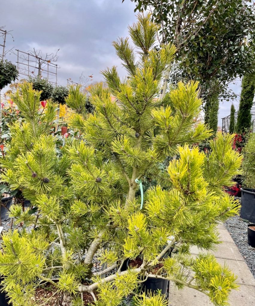 Pinus Mugo 'Winter Gold' - UK Plants - Architectural Plants